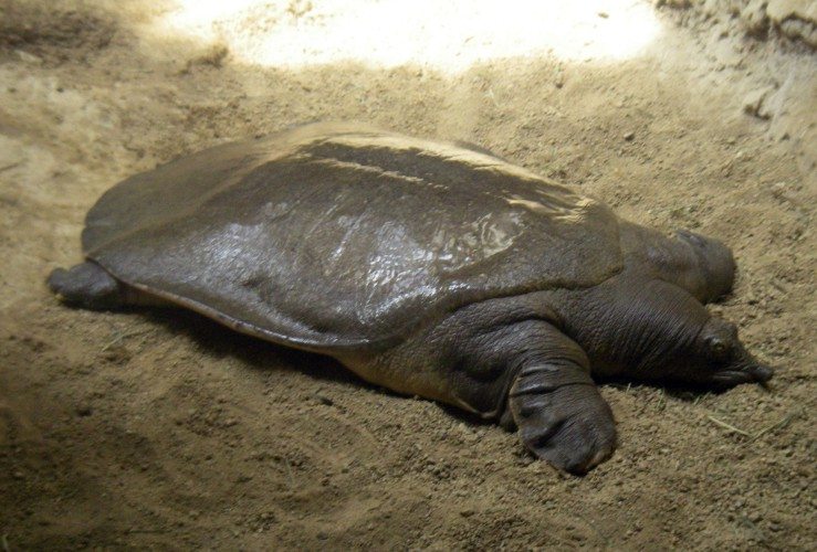 Tortugas de caparazón blando de Florida – Wikifaunia, tu enciclopedia ...