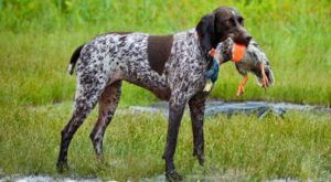 Pointer – Wikifaunia, tu enciclopedia de animales