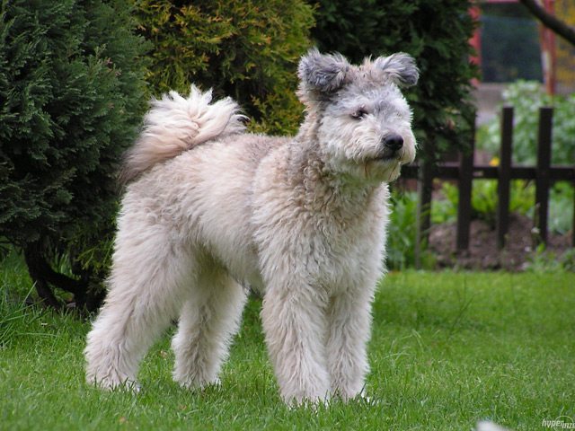 Pumi – Wikifaunia, tu enciclopedia de animales
