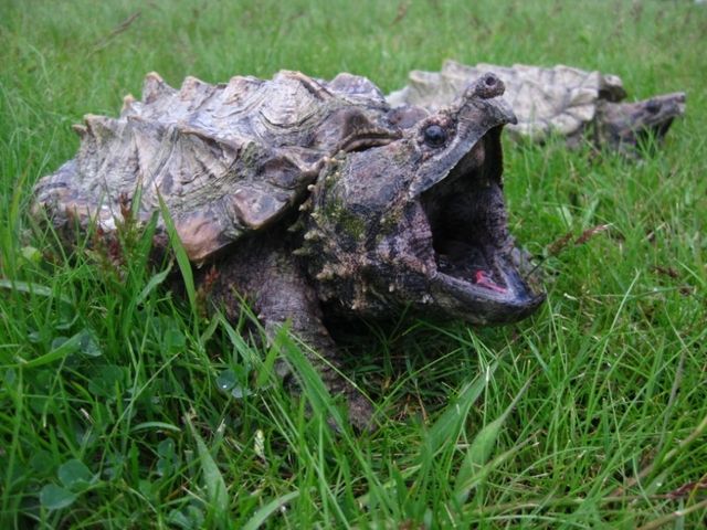 Tortuga aligátor – Wikifaunia, tu enciclopedia de animales