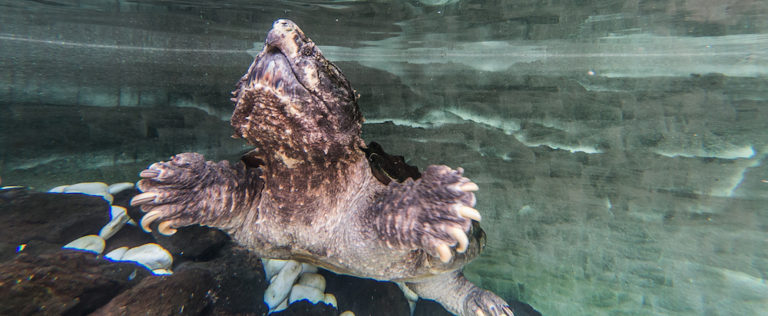 Tortuga aligátor – Wikifaunia, tu enciclopedia de animales