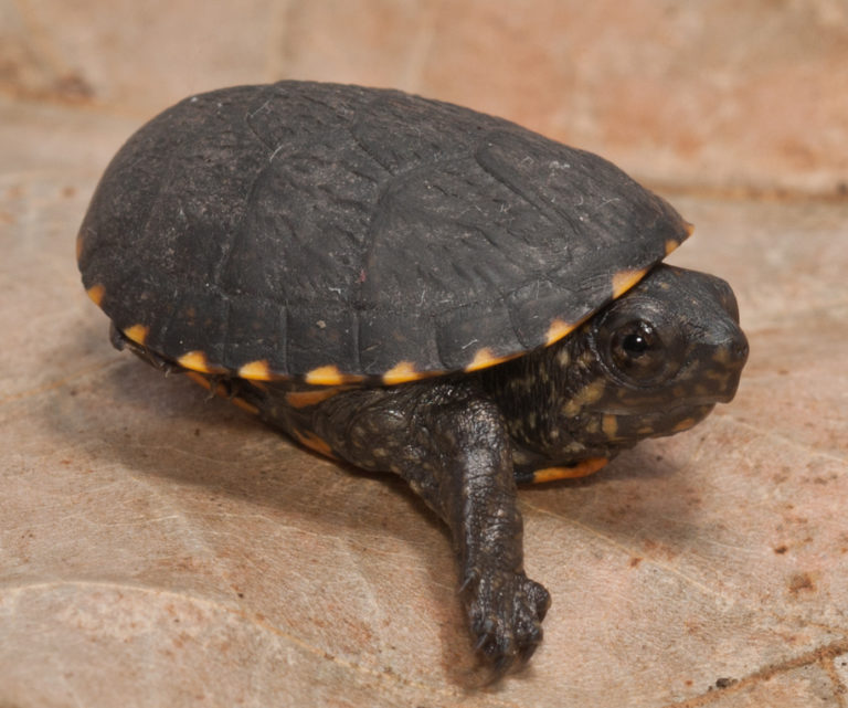 Tortuga estriada del fango – Wikifaunia, tu enciclopedia de animales