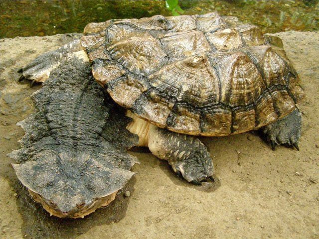Tortuga Mata Mata – Wikifaunia, tu enciclopedia de animales